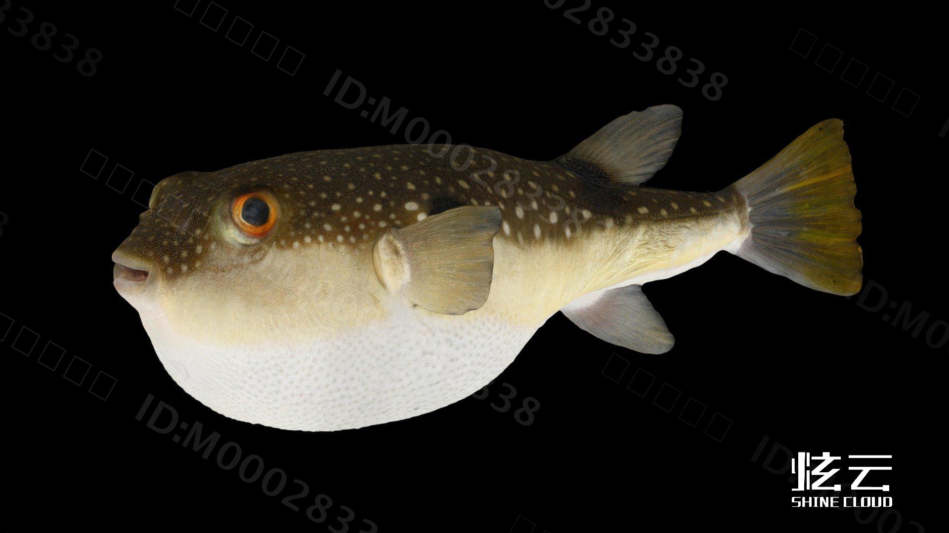 3D模型-现代河豚模型-M0002833838-炫云云模型网