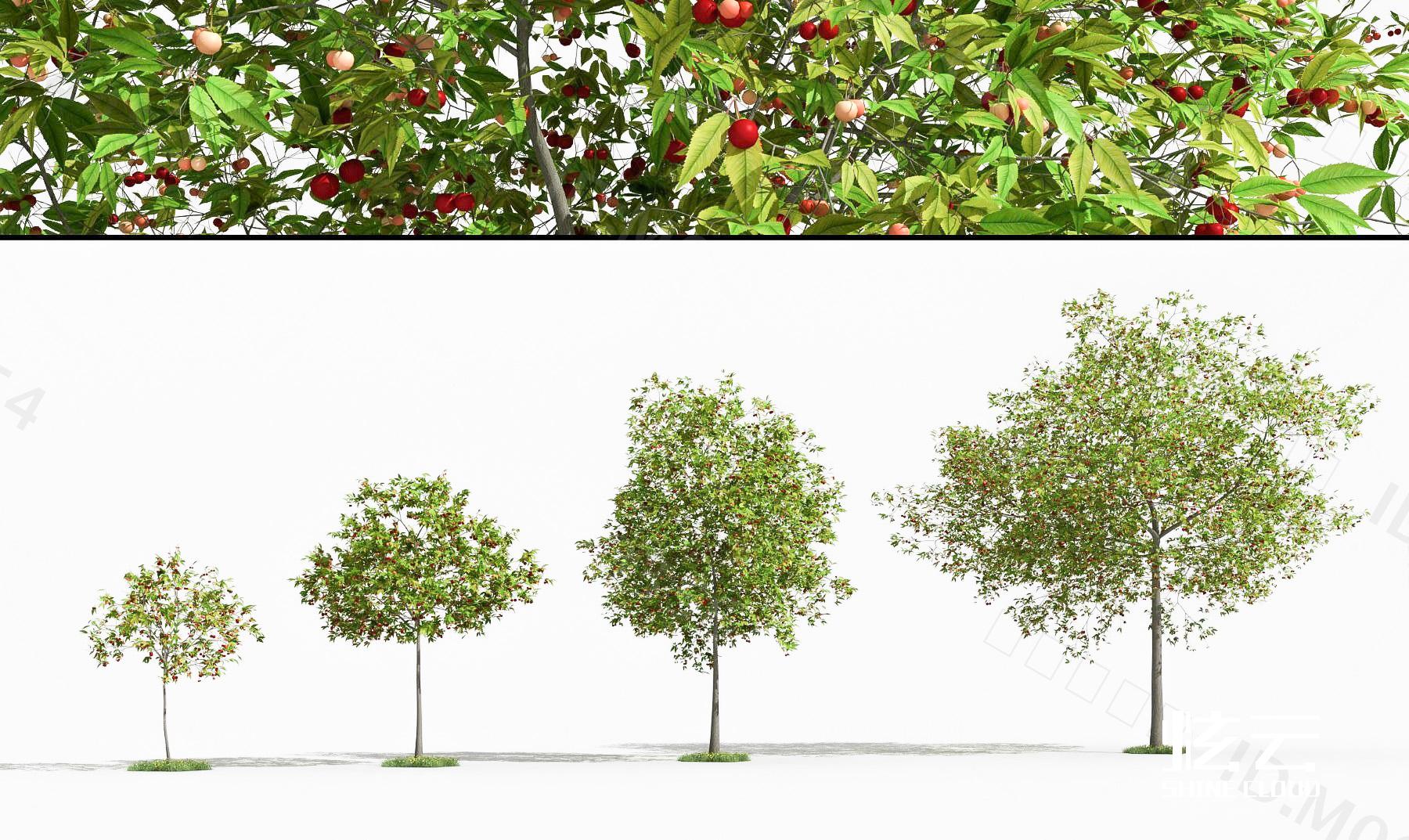 3D模型-现代樱桃树果树模型-M0003564454-炫云云模型网