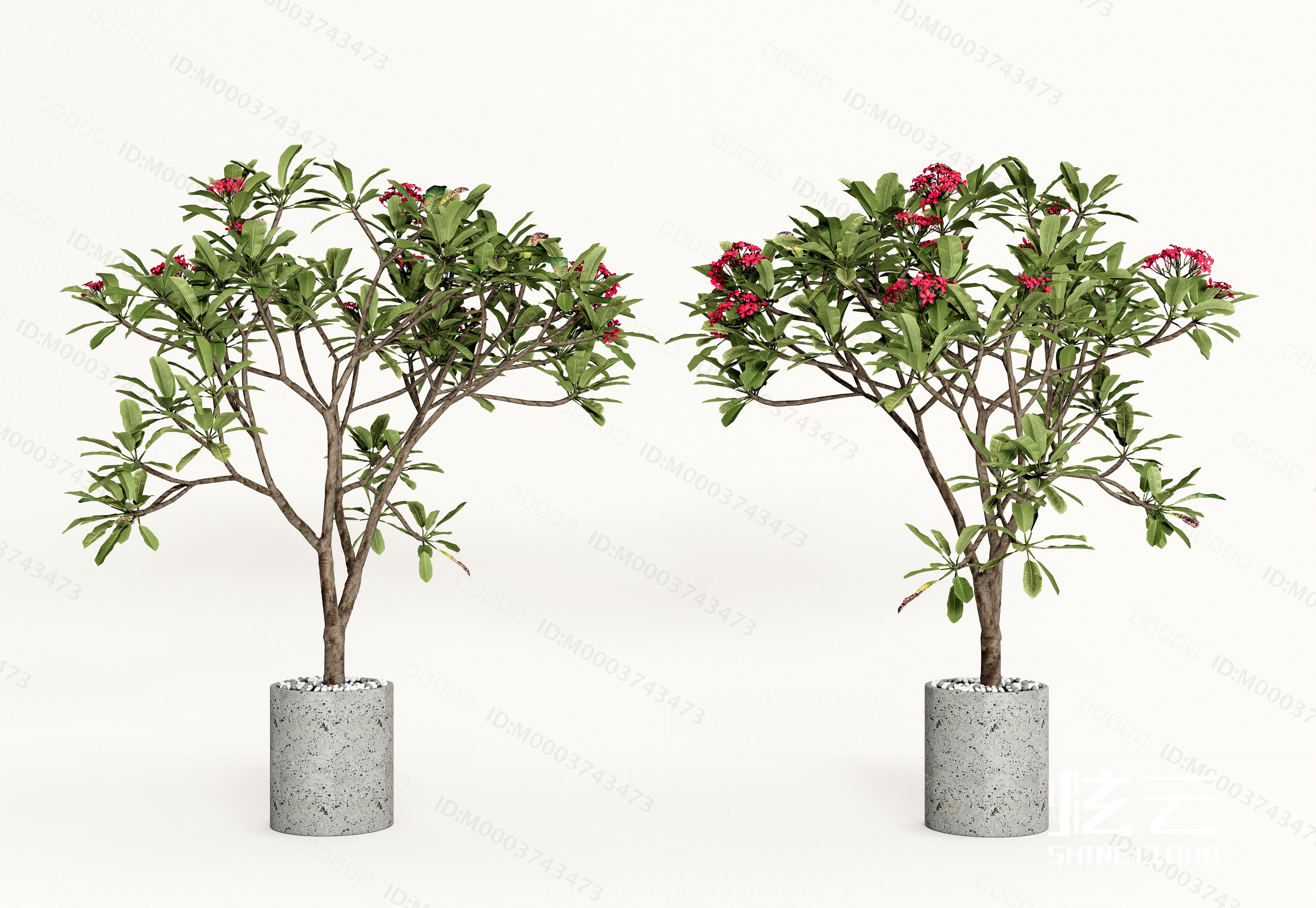 3d模型 现代植物盆栽模型 M0003743473 炫云云模型网