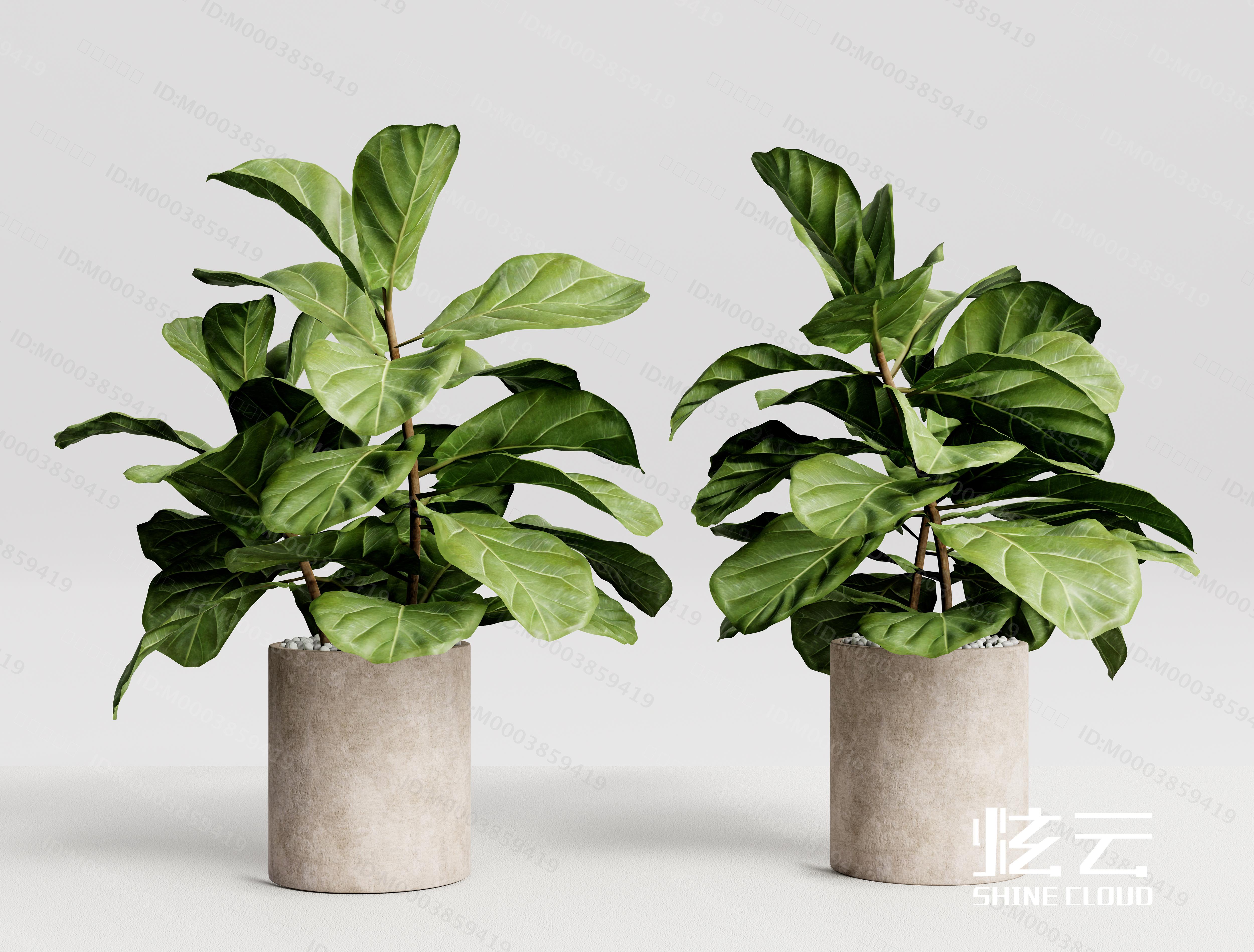 3d模型 现代绿植盆栽大叶绿植植物盆景模型 M0003859419 炫云云模型网